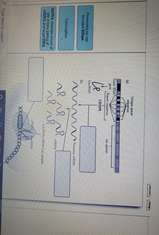 Solved St nep Unique spacer sequences (a) Tracer RNA gene | Chegg.com