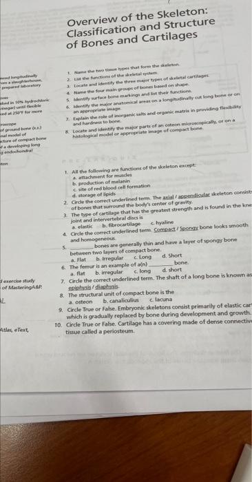 Solved Overview of the Skeleton: Classification and | Chegg.com