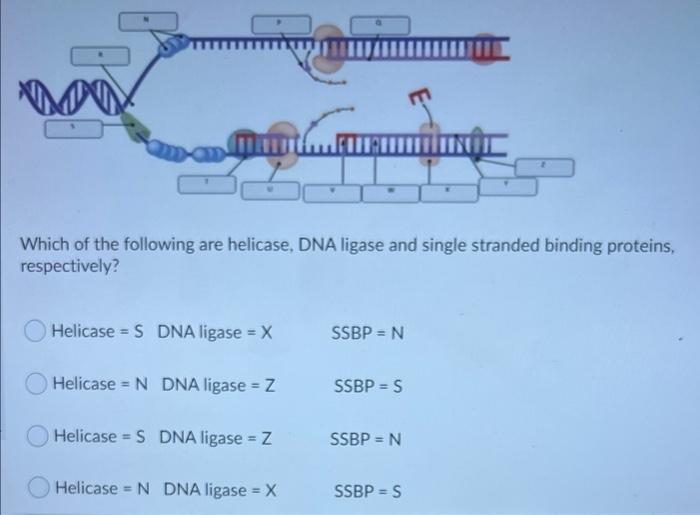 Solved Which of the following are helicase, DNA ligase and | Chegg.com