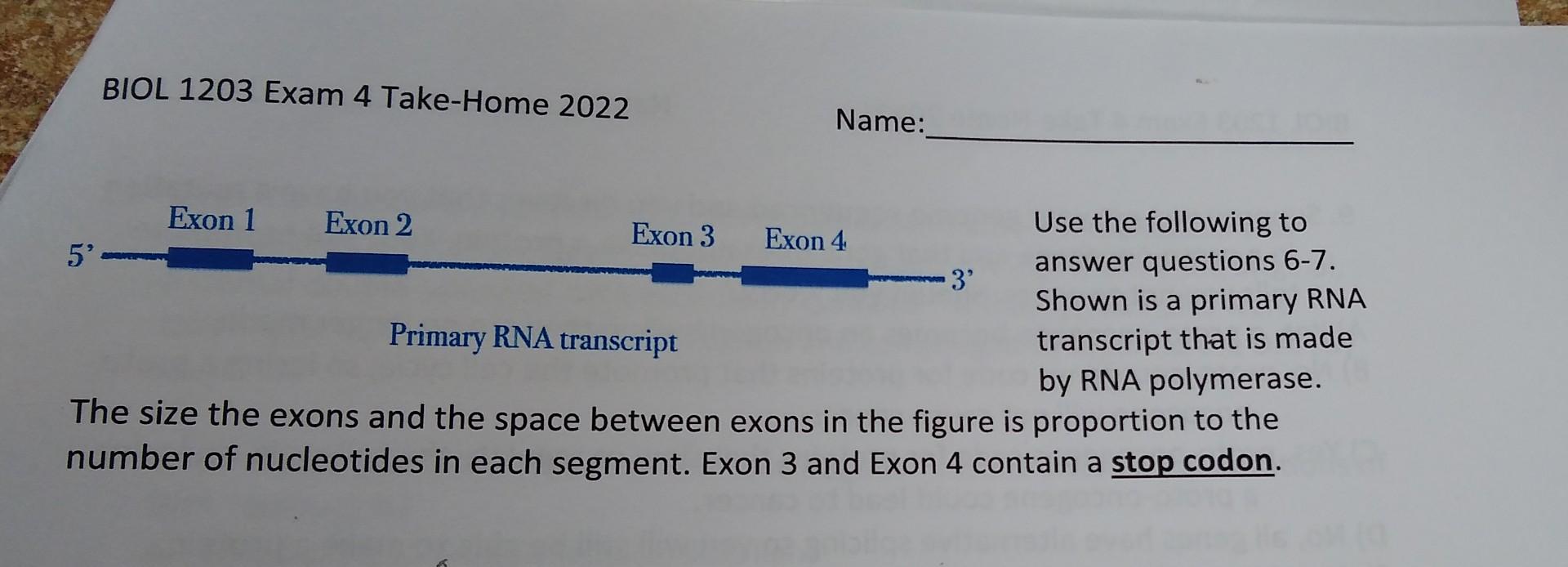 Solved The nucleotides represented between the exon boxes | Chegg.com