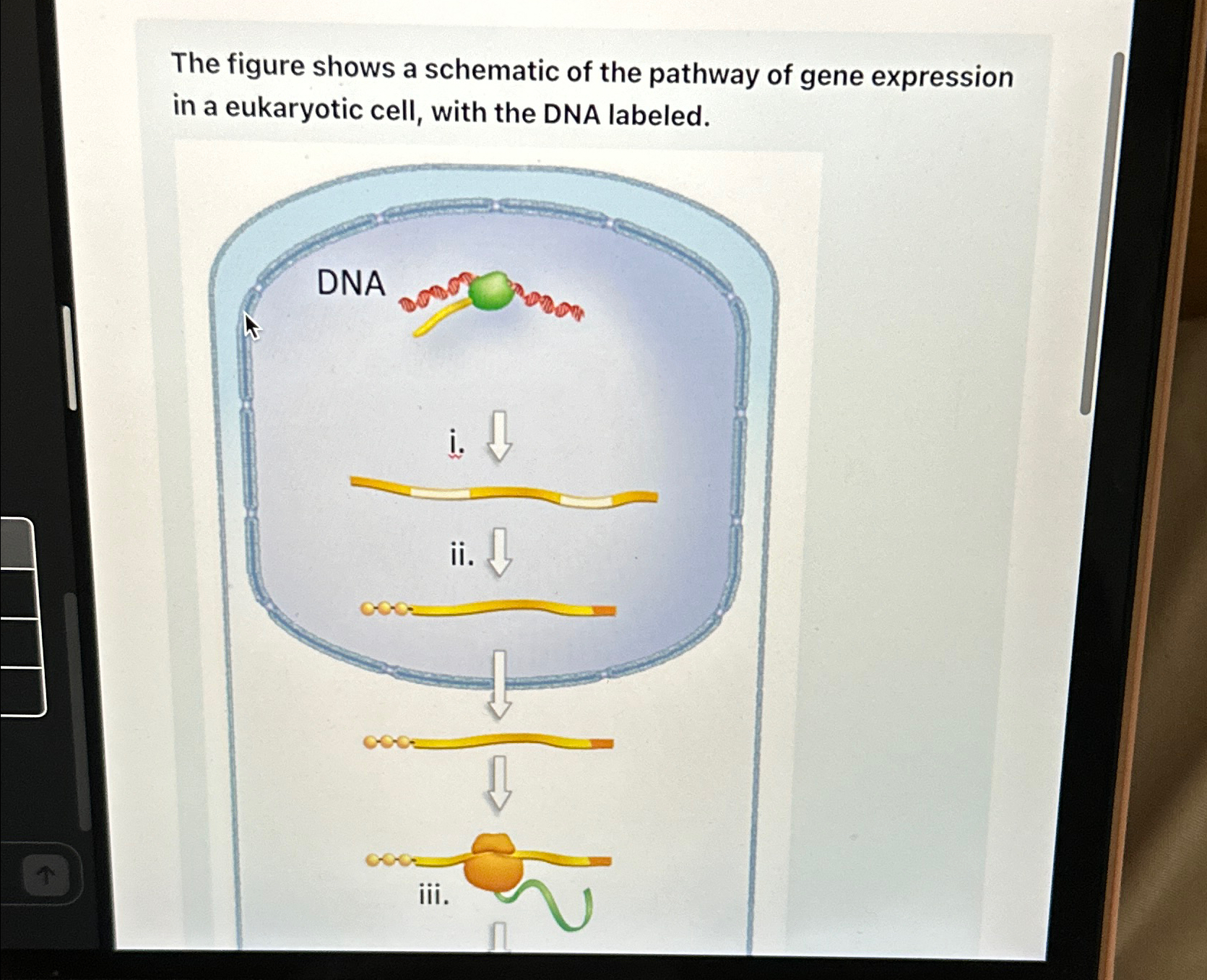 Solved The figure shows a schematic of the pathway of gene | Chegg.com