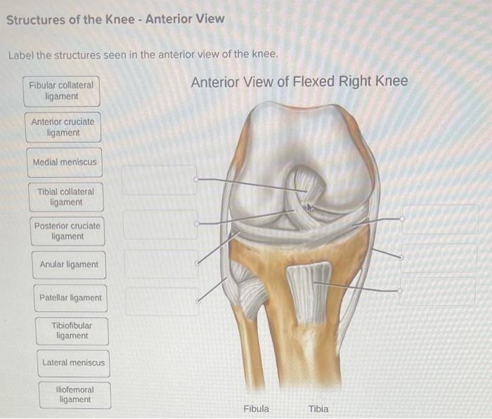 Solved Structures of the Knee - Anterior View Label the | Chegg.com