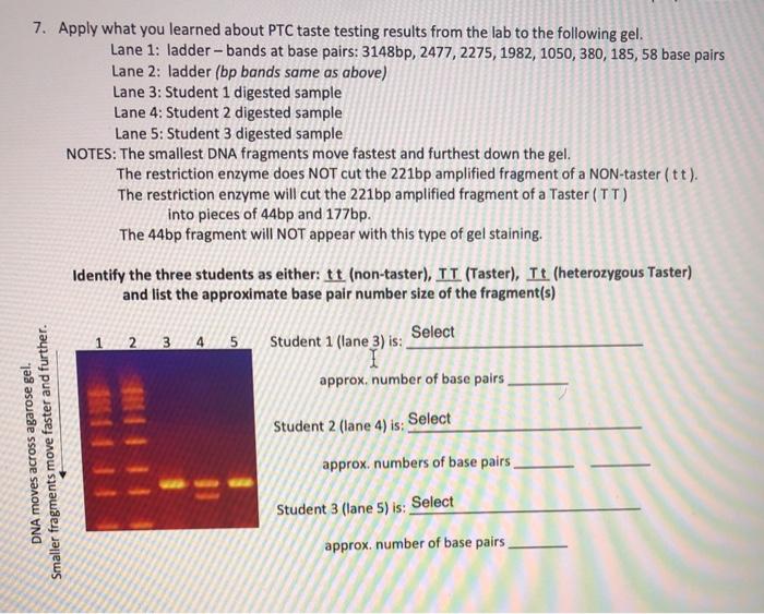7. Apply what you learned about PTC taste testing | Chegg.com