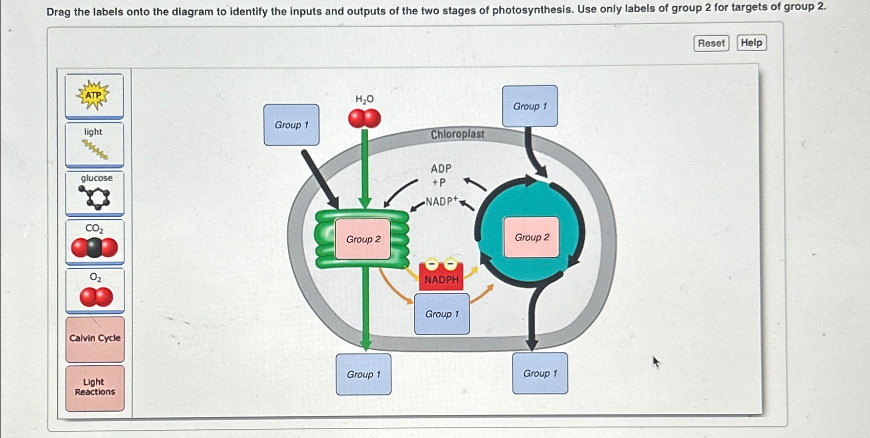 Solved Drag the labels onto the diagram to identify the | Chegg.com