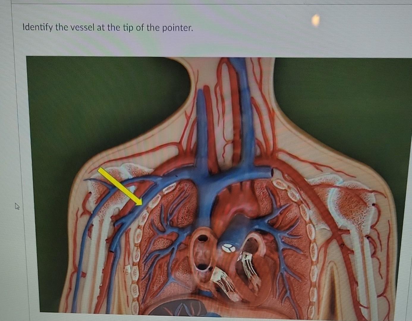 Solved Identify the vessel at the tip of the | Chegg.com Solved Identify the vessel at the tip of the | Chegg.com