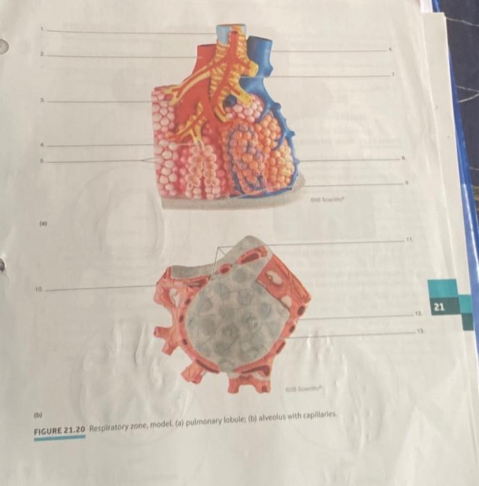 Solved (b) FIGURE 21,20 Respiratory zone, model, (a) | Chegg.com