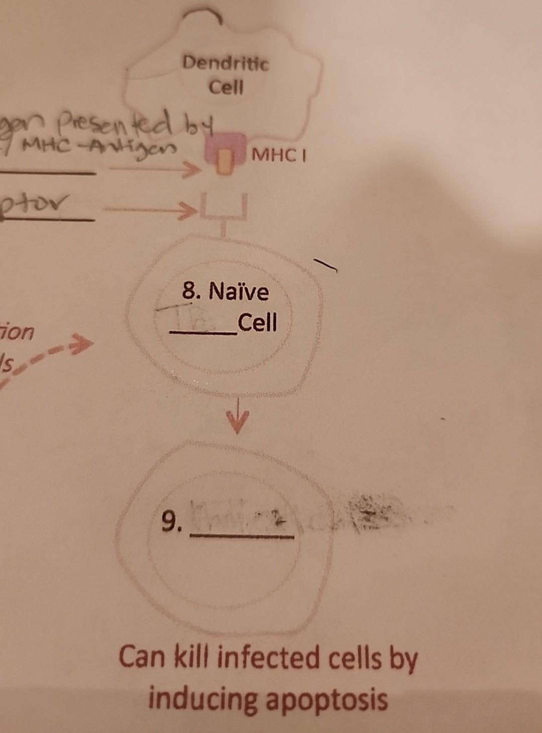 Solved Dendritic Cellgen presented by MHC-Antigan MHClptor | Chegg.com