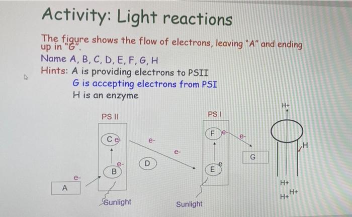 Solved up in " Activity: Light reactions The figure shows | Chegg.com