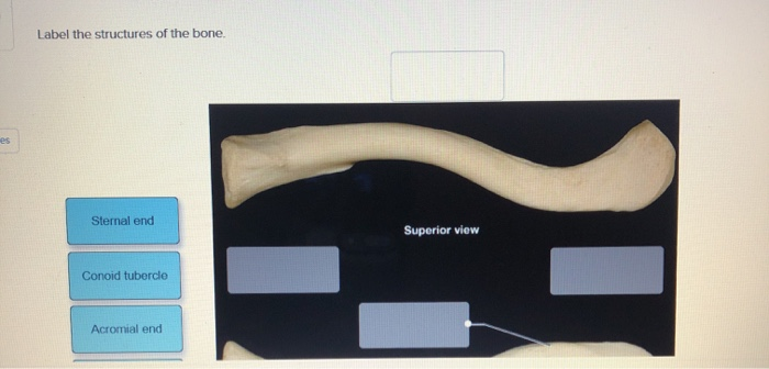 Solved Label the structures of the bone. es Sternal end | Chegg.com