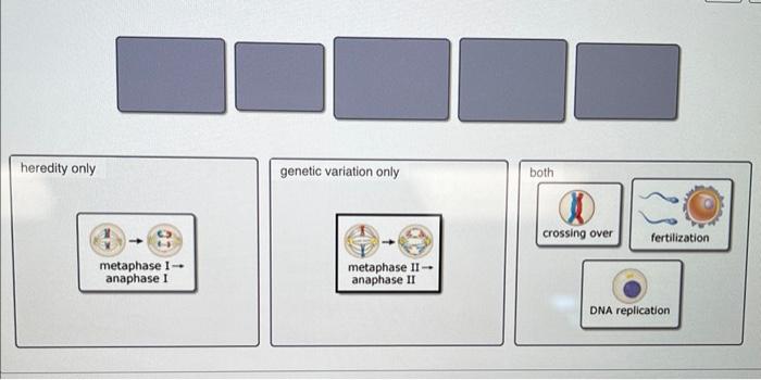 heredity only genetic variation only DNA replication | Chegg.com
