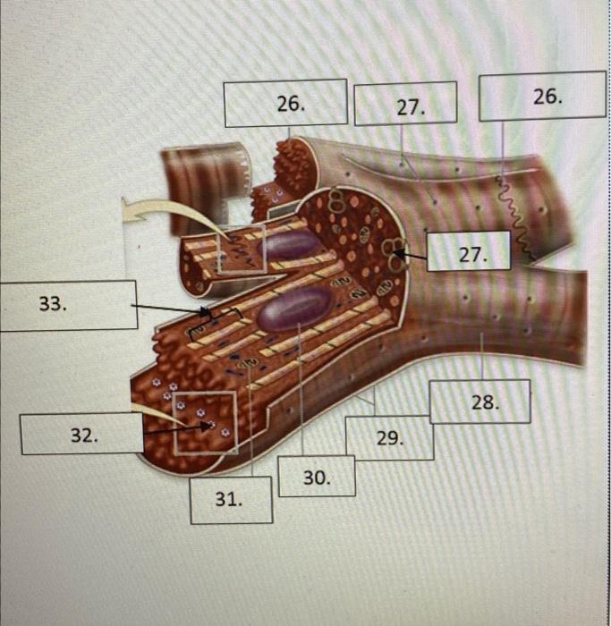 Solved List of Terms: A band Actin Cardiac muscle fiber | Chegg.com