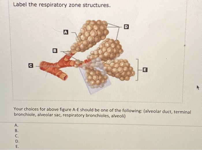 Solved Label the respiratory zone structures. D A B E Your | Chegg.com