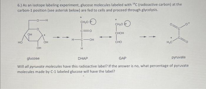 Solved 6 As An Isotope Labeling Experiment Glucose