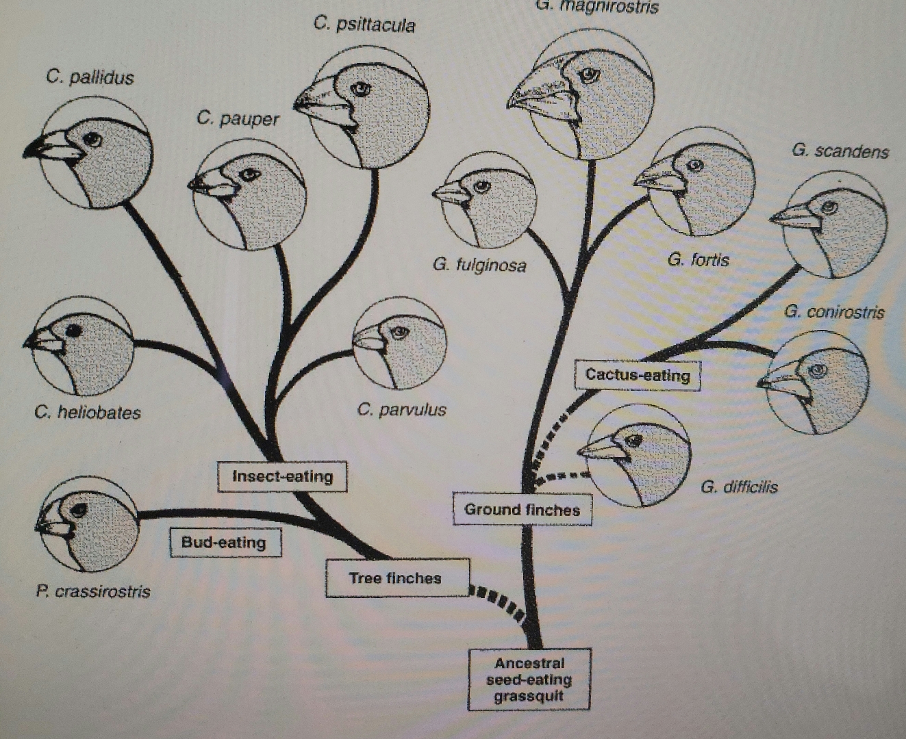Solved the phylogeny of the finches above show multiple | Chegg.com