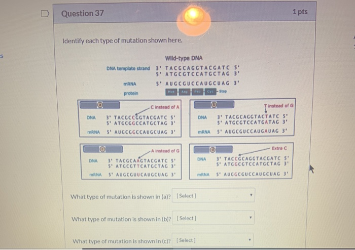Solved Question 37 1 pts Identify each type of mutation | Chegg.com