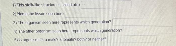 Solved 1) This stalk-like structure is called a(n) 2) Name | Chegg.com