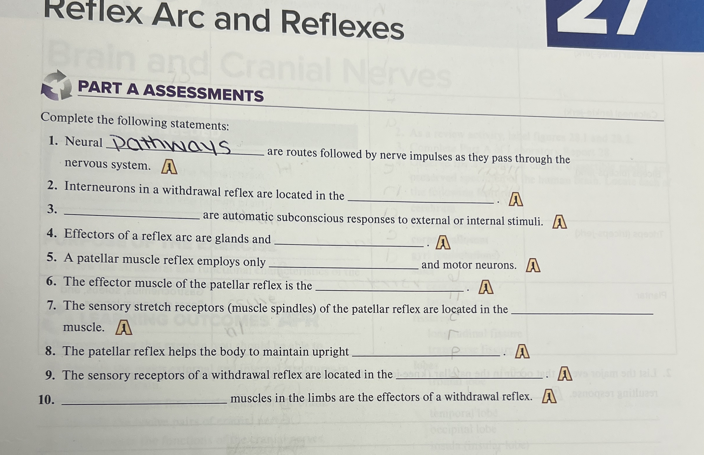 Solved Reflex Arc and ReflexesPART A ASSESSMENTSComplete the | Chegg.com