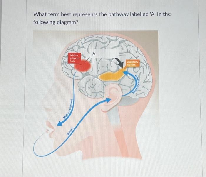 Solved What term best represents the pathway labelled ' A ' | Chegg.com