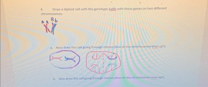 Solved 4. Draw a diploid cell with the genotype AaBb with | Chegg.com