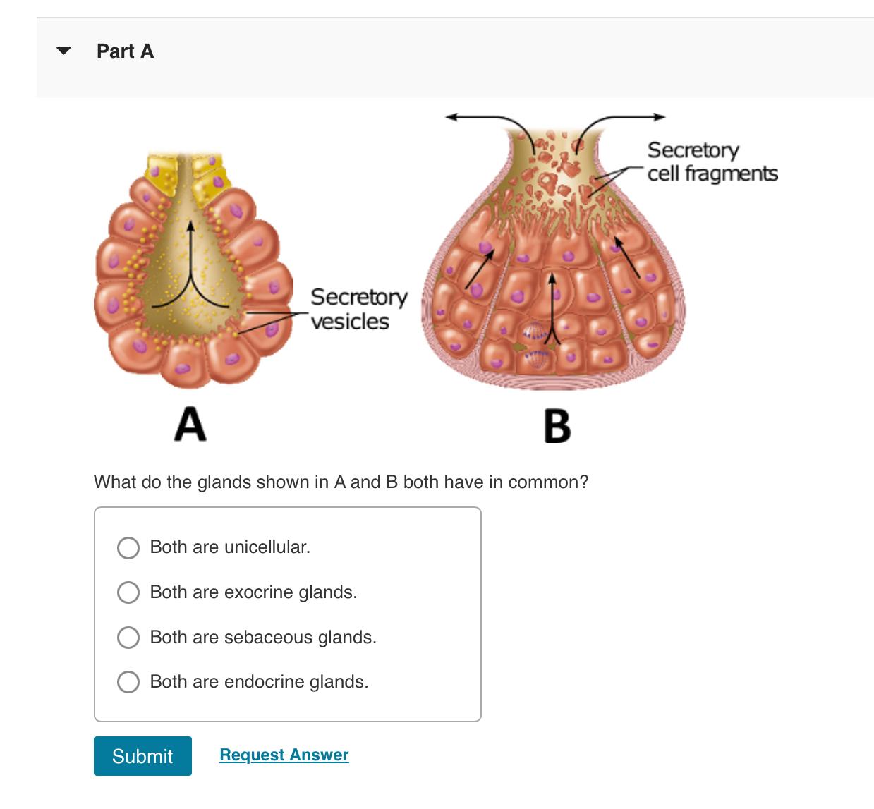 Solved Part AABWhat do the glands shown in A and B both have | Chegg.com