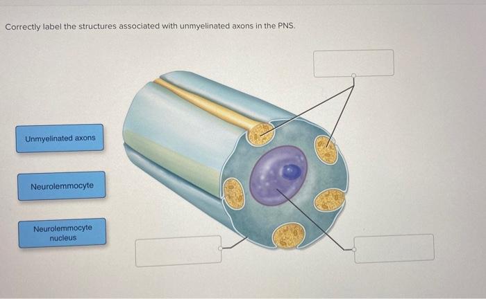 Solved Correctly label the structures associated with | Chegg.com