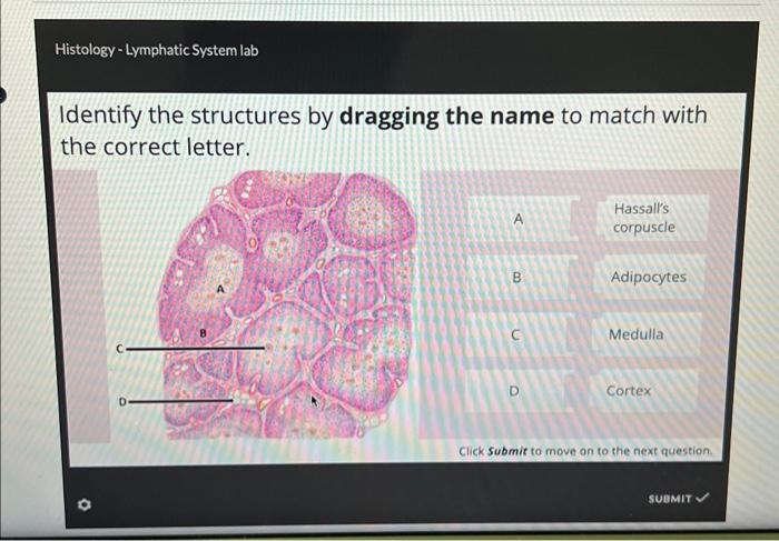 Solved Identify the structures by dragging the name to match | Chegg.com