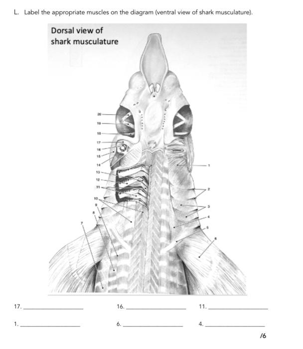 Solved L. Label the appropriate muscles on the diagram | Chegg.com