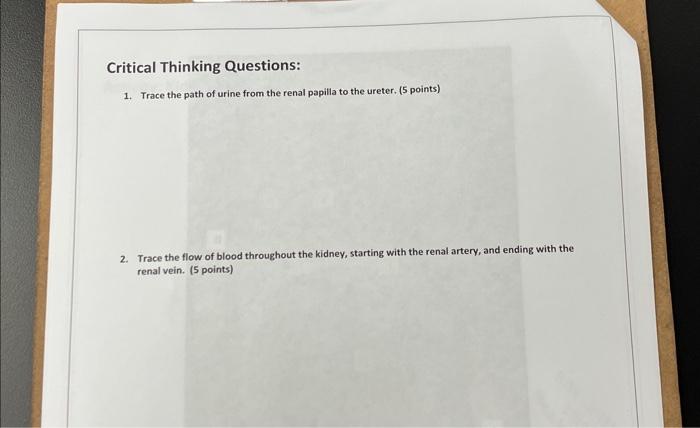 Solved 1. Trace the path of urine from the renal papilla to | Chegg.com