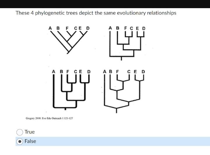 Solved These 4 phylogenetic trees depict the same | Chegg.com