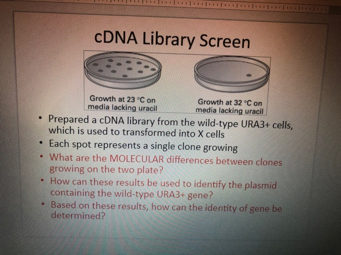 Solved GFP Fusion Protein GFP-X cell GFP-X Construct of | Chegg.com