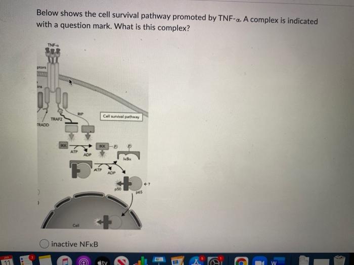 Solved Below shows the cell survival pathway promoted by | Chegg.com