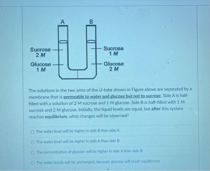 Solved A B ÀU Sucrose 2M Sucrose 1 M Glucose 1 M Glucose 2M | Chegg.com