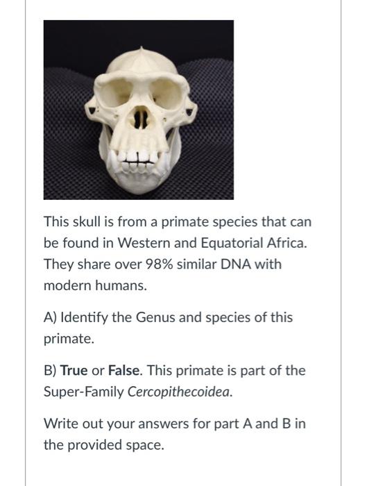 Solved This skull is from a primate species that can be | Chegg.com