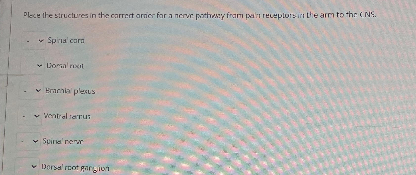 Solved Place the structures in the correct order for a nerve | Chegg.com