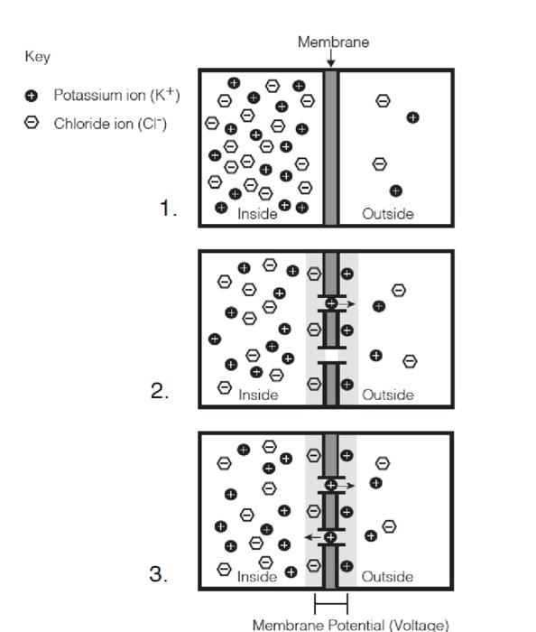 Solved Model 1: Potassium equilibrium potential: Figure 1. | Chegg.com