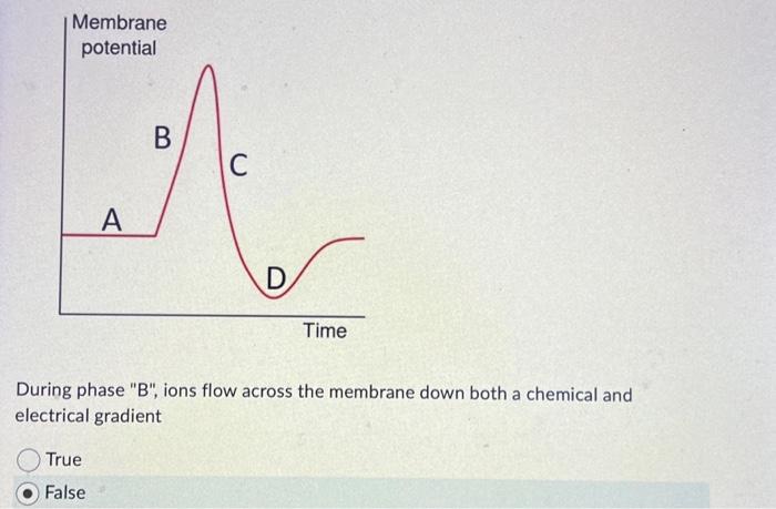 Solved During phase "B", ions flow across the membrane down | Chegg.com