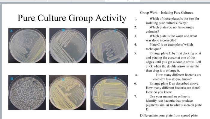 Solved Group Work - Isolating Pure Cultures Pure Culture | Chegg.com