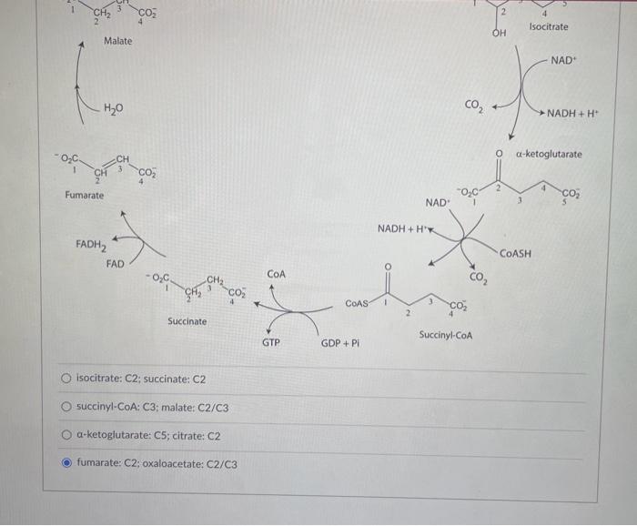 Solved The citric acid cycle is shown. The methyl carbon in | Chegg.com