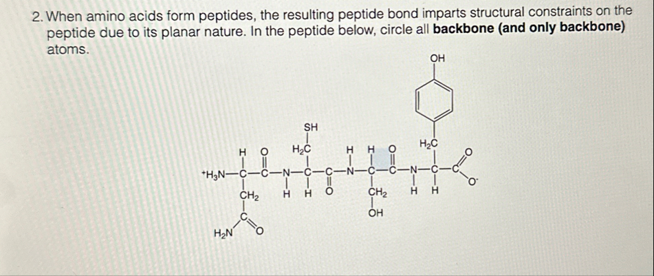 Solved When amino acids form peptides, the resulting peptide | Chegg.com