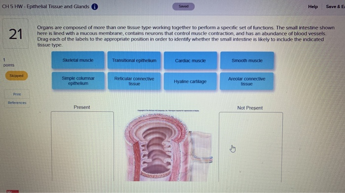 Solved CH 5 HW - Epithelial Tissue and Glands Help Save & E | Chegg.com Solved CH 5 HW - Epithelial Tissue and Glands Help Save & E | Chegg.com