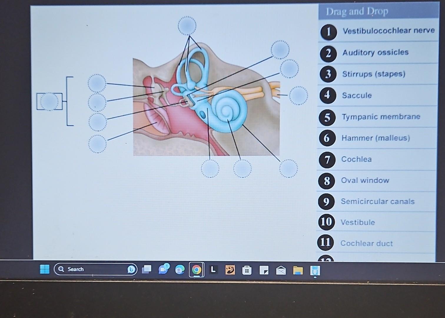 Solved Drag and Drop (1) Vestibulocochlear nerve 2 Auditory | Chegg.com