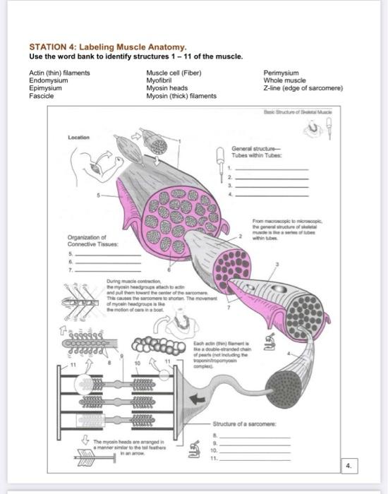 Solved Bone and Muscle Tissue Lab - Musculoskeletal System | Chegg.com