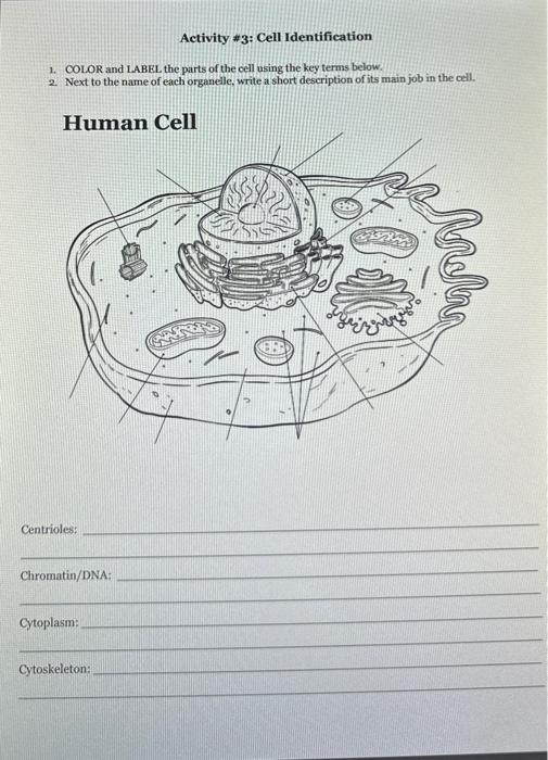 Activity \#3: Cell Identification 1. COLOR and LABEL | Chegg.com