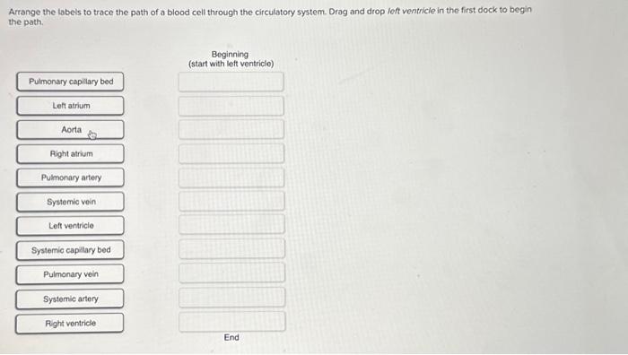 Solved Arrange the tabels to trace the path of a blood cell | Chegg.com Solved Arrange the tabels to trace the path of a blood cell | Chegg.com