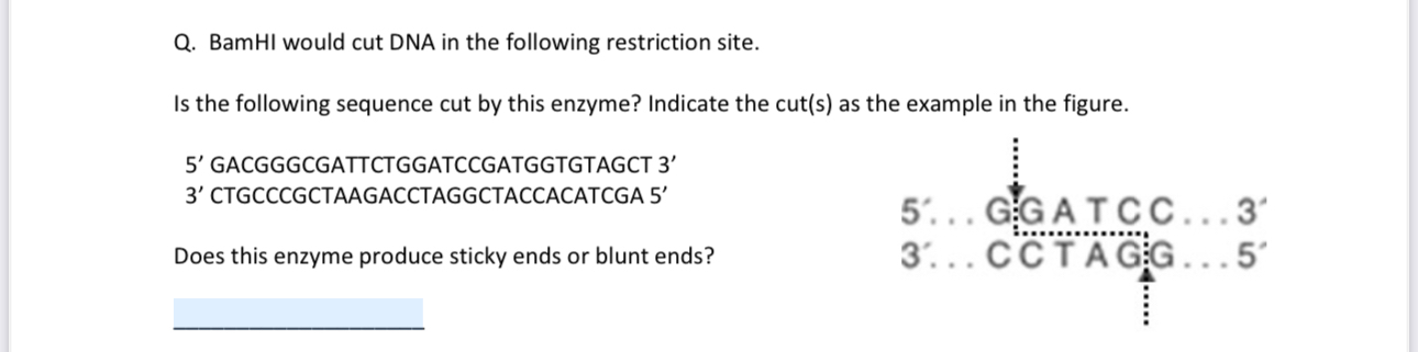 Solved Q. ﻿BamHI would cut DNA in the following restriction | Chegg.com