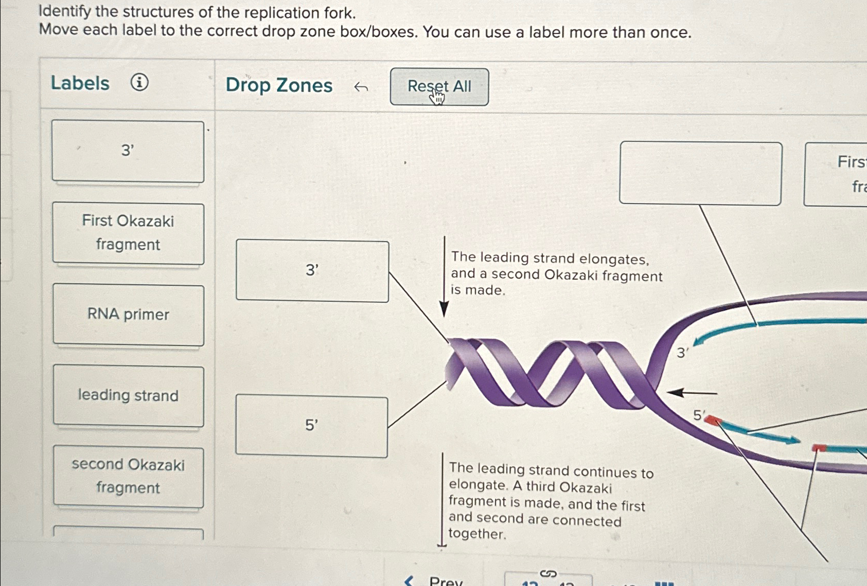 Solved Identify the structures of the replication fork.Move | Chegg.com