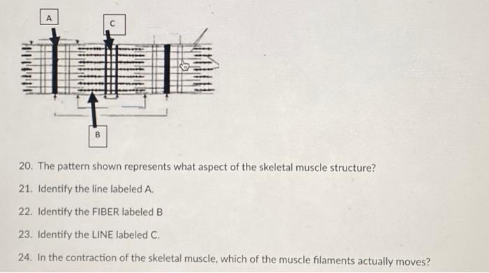 Solved 20. The pattern shown represents what aspect of the | Chegg.com