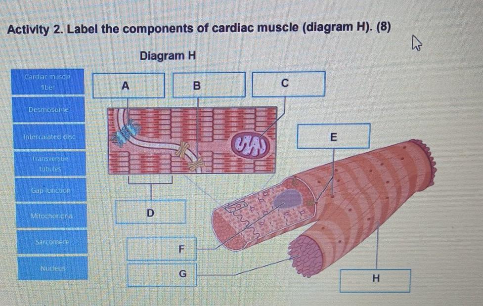 Solved Activity 2. Label the components of cardiac muscle | Chegg.com