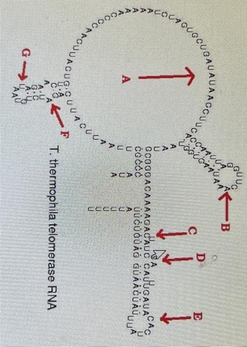 Solved Name three secondary structural elements in the RNA | Chegg.com