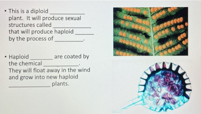 Solved • This is a haploid, male plant. It will bear | Chegg.com